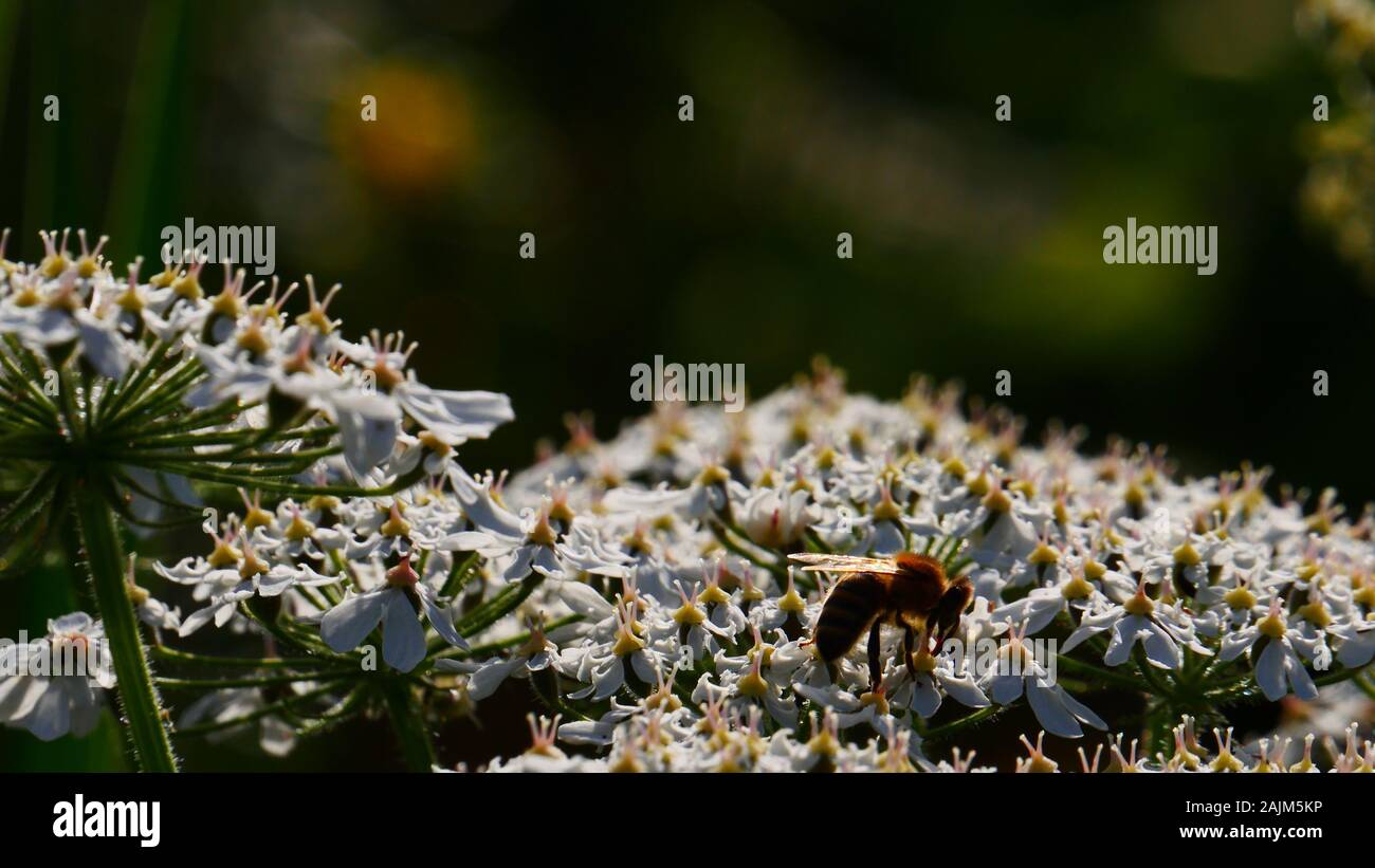 Lacy flowers hi-res stock photography and images - Alamy
