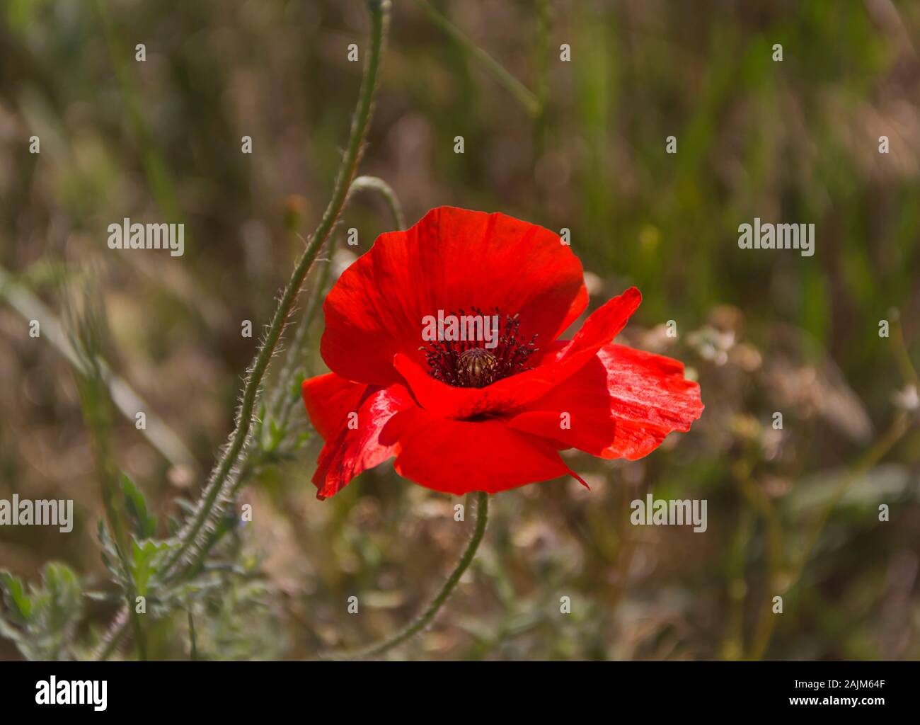 Poppy flower grows close up hi-res stock photography and images - Alamy