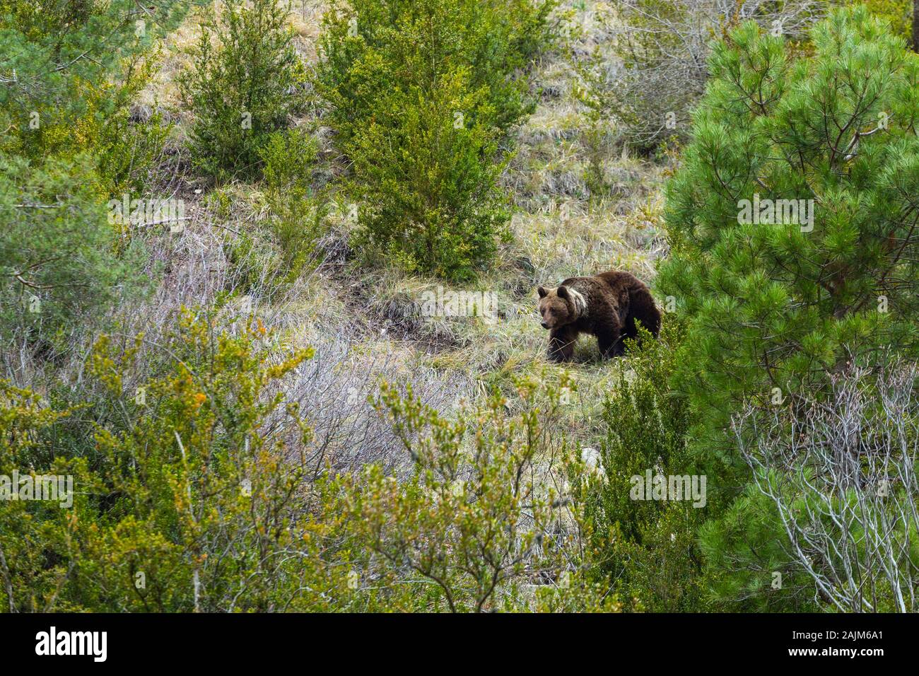 BROWN BEAR - OSO PARDO (Ursus arctos Stock Photo - Alamy