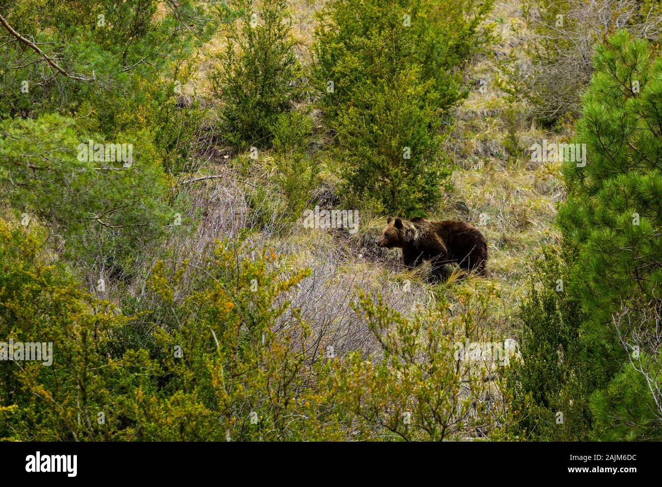 BROWN BEAR - OSO PARDO (Ursus arctos Stock Photo - Alamy