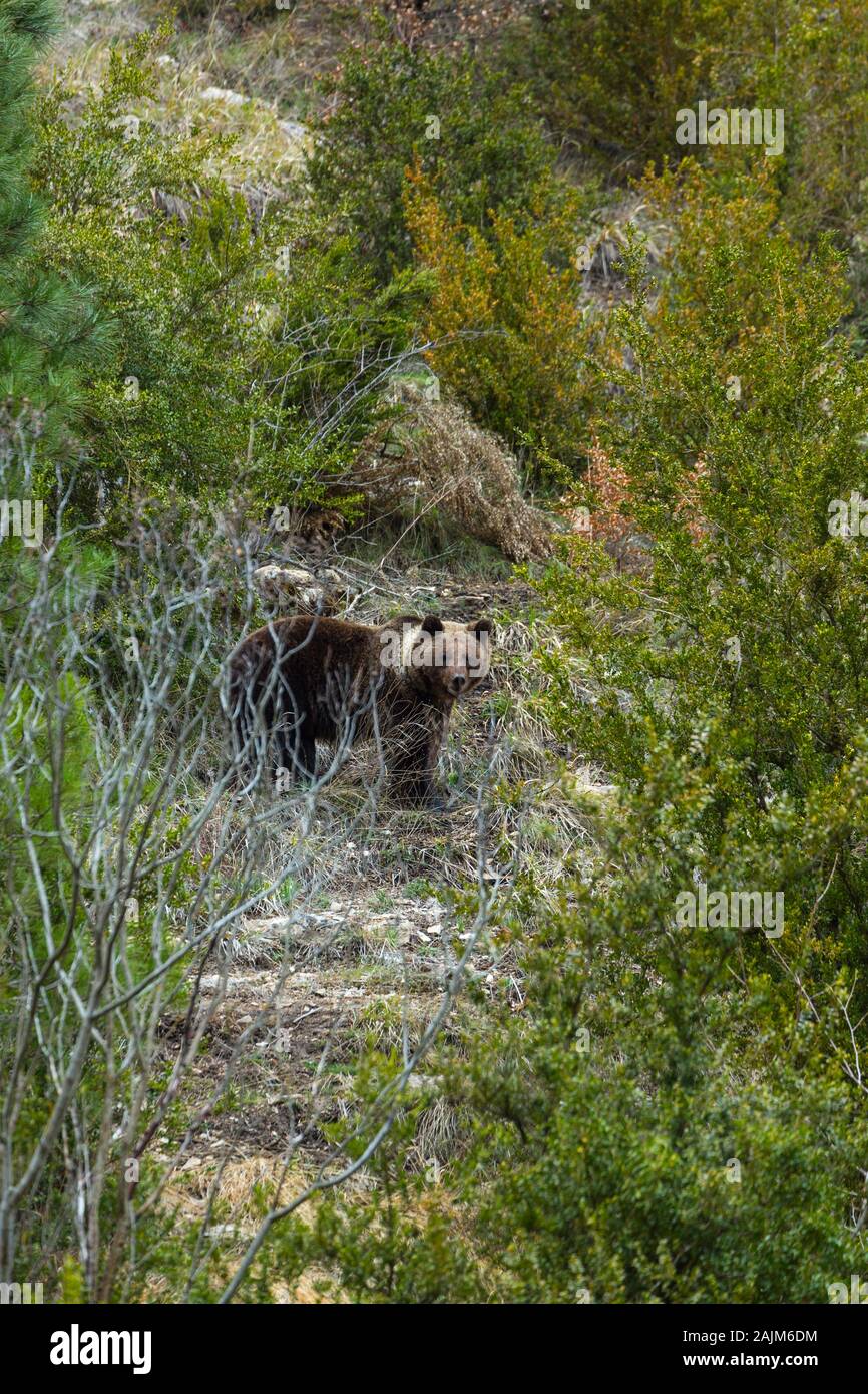 BROWN BEAR - OSO PARDO (Ursus arctos Stock Photo - Alamy