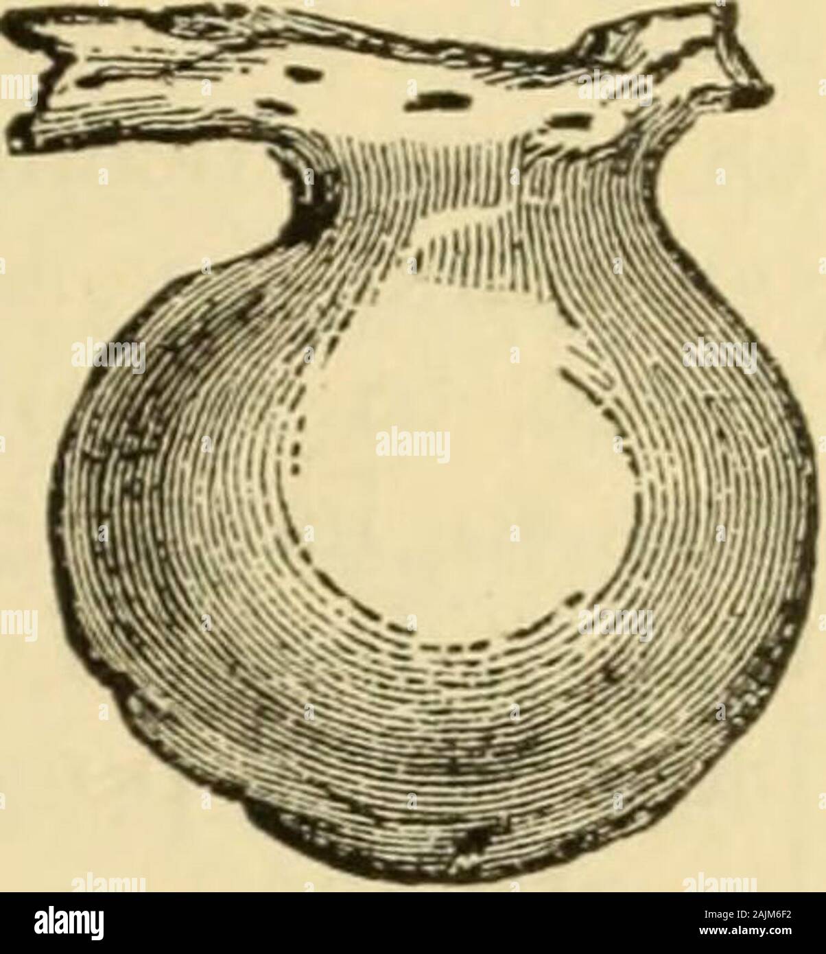 A manual of diseases of the throat and nose : including the pharynx ...
