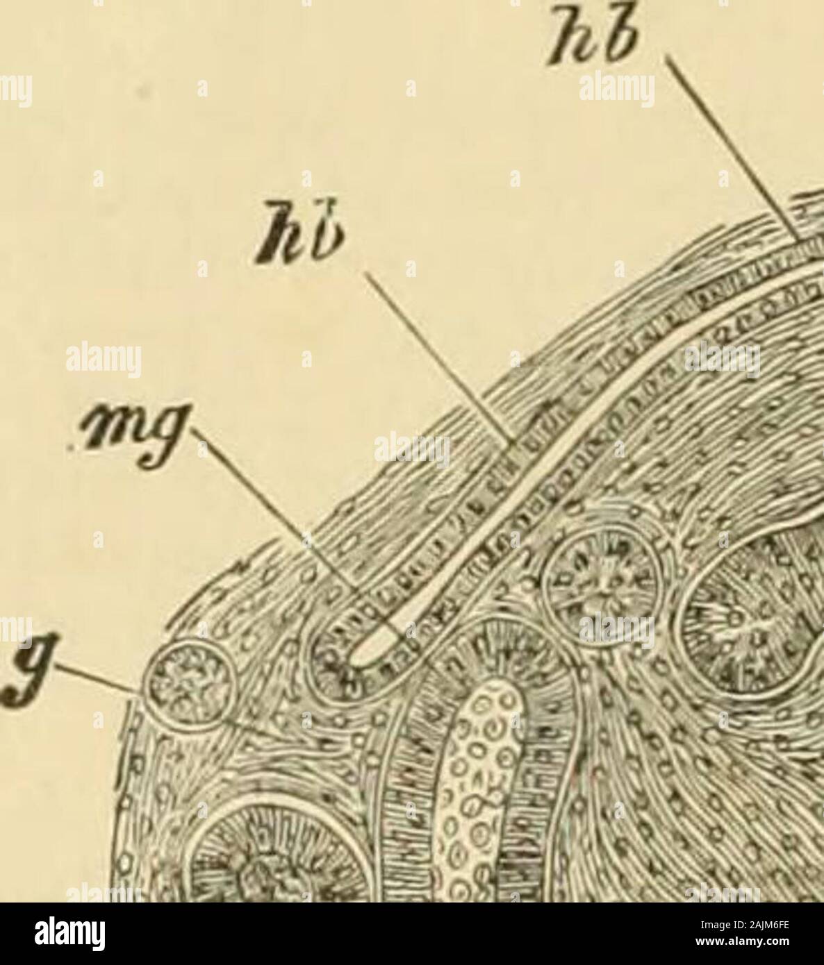 Mullerian Duct High Resolution Stock Photography and Images - Alamy