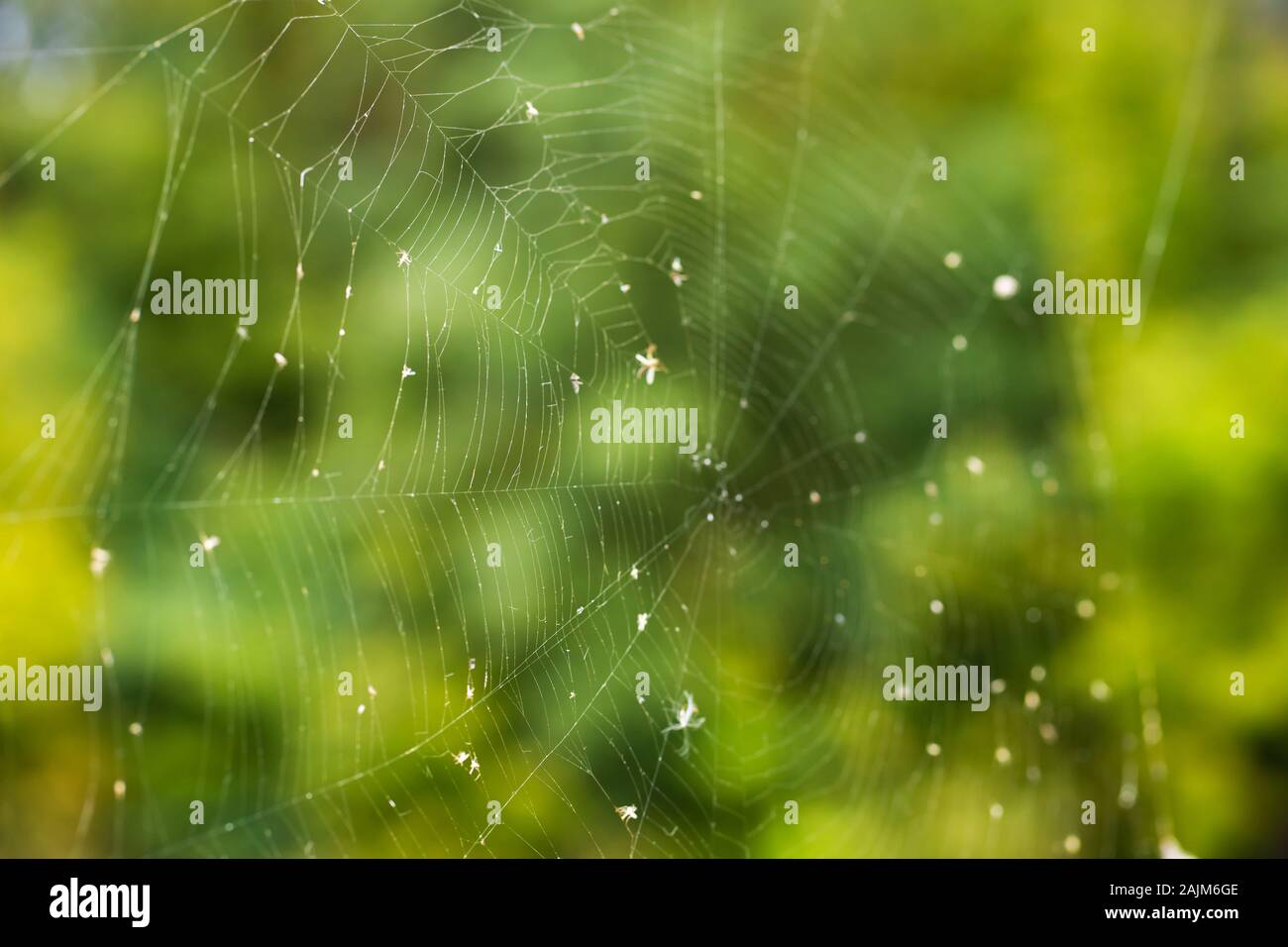 Spider web trap close-up on a background of green forest Stock Photo ...