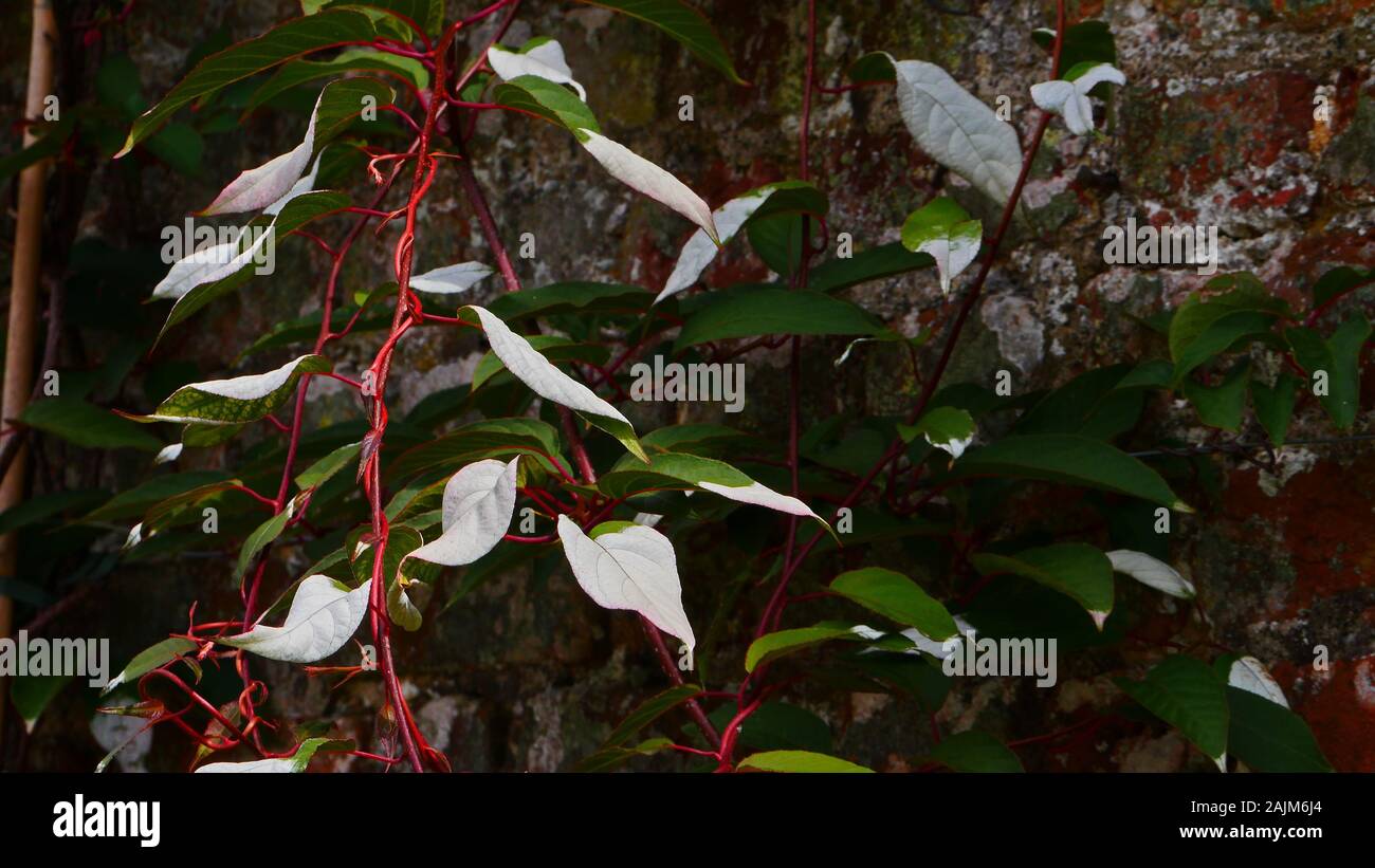 Climber white hi-res stock photography and images - Alamy