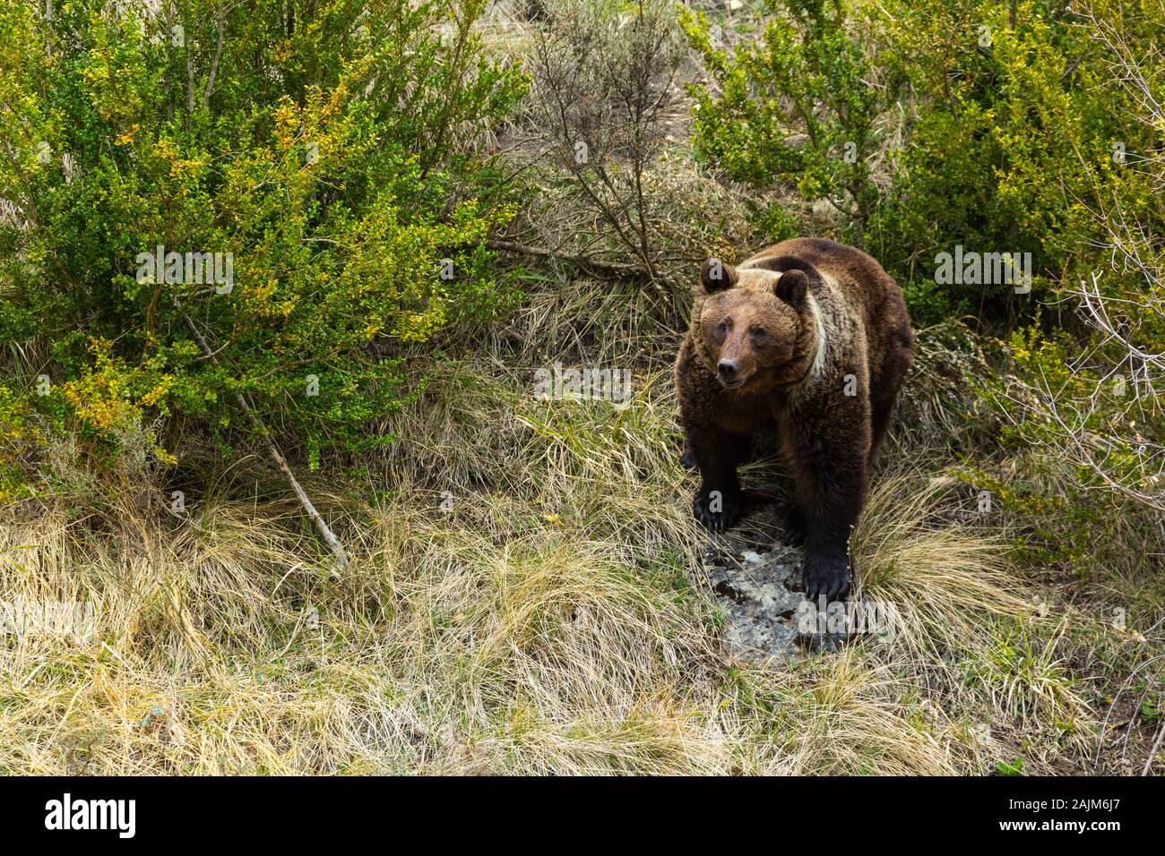 BROWN BEAR - OSO PARDO (Ursus arctos Stock Photo - Alamy