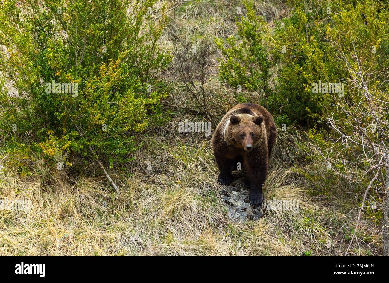 BROWN BEAR - OSO PARDO (Ursus arctos Stock Photo - Alamy