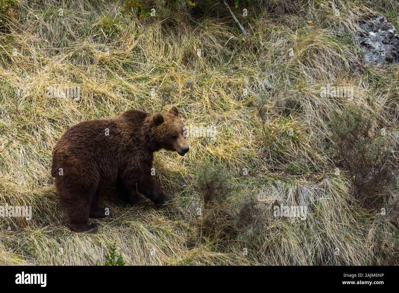 BROWN BEAR - OSO PARDO (Ursus arctos Stock Photo - Alamy