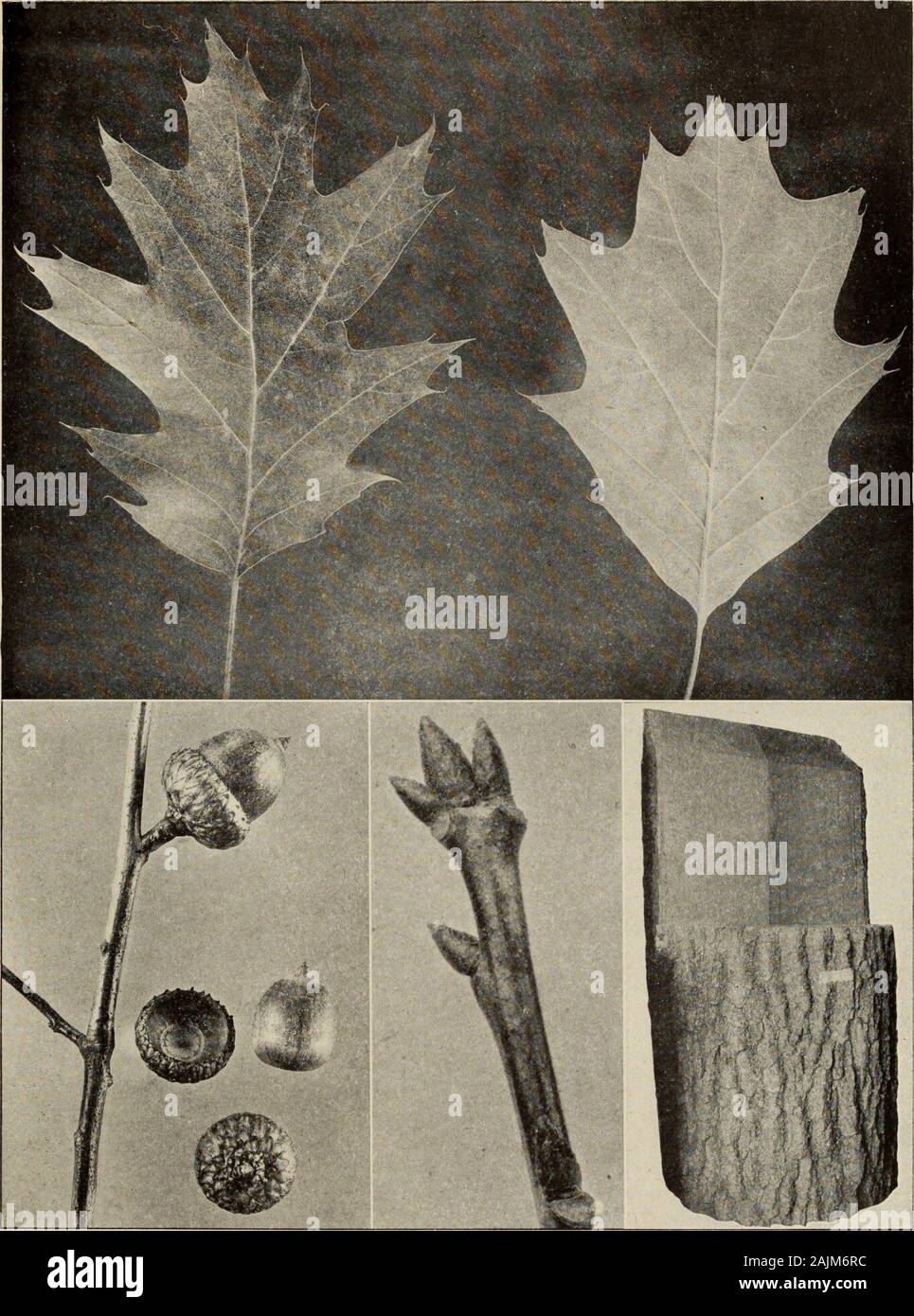 Columnar oak tree hi-res stock photography and images - Alamy