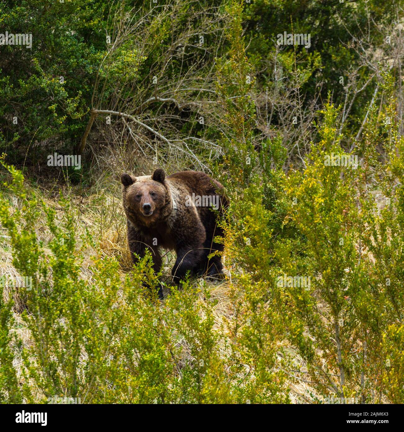 BROWN BEAR - OSO PARDO (Ursus arctos Stock Photo - Alamy