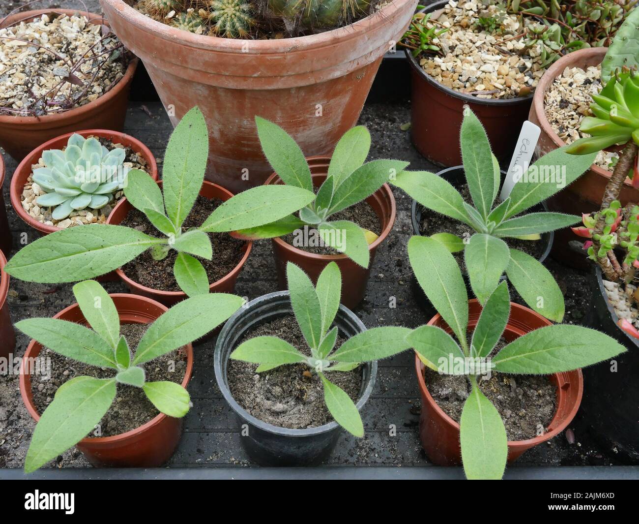 Echium seedlings hi-res stock photography and images - Alamy