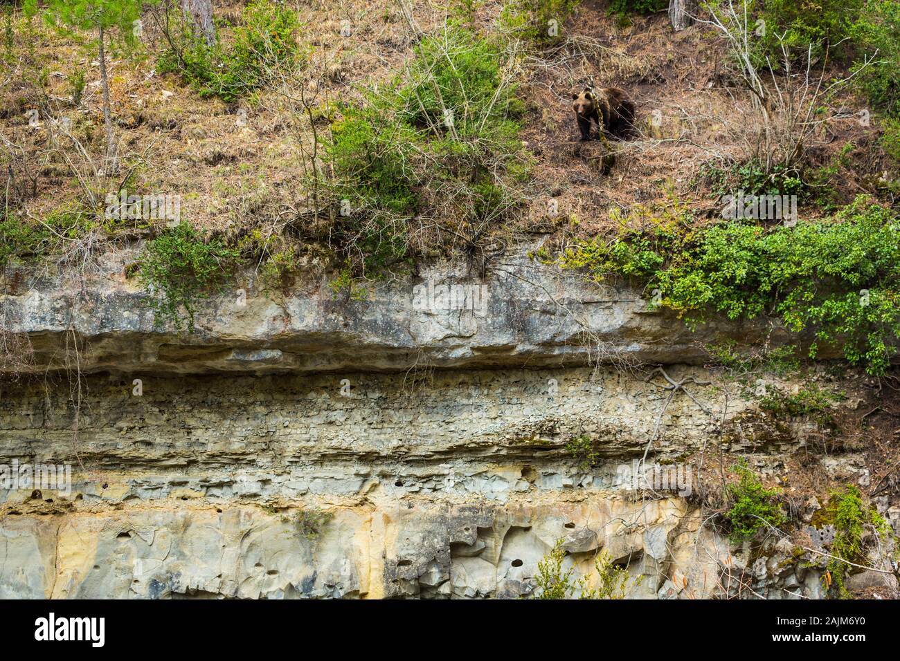 BROWN BEAR - OSO PARDO (Ursus arctos Stock Photo - Alamy