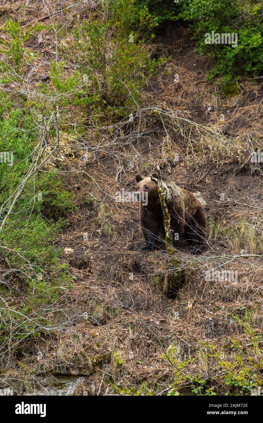 BROWN BEAR - OSO PARDO (Ursus arctos Stock Photo - Alamy