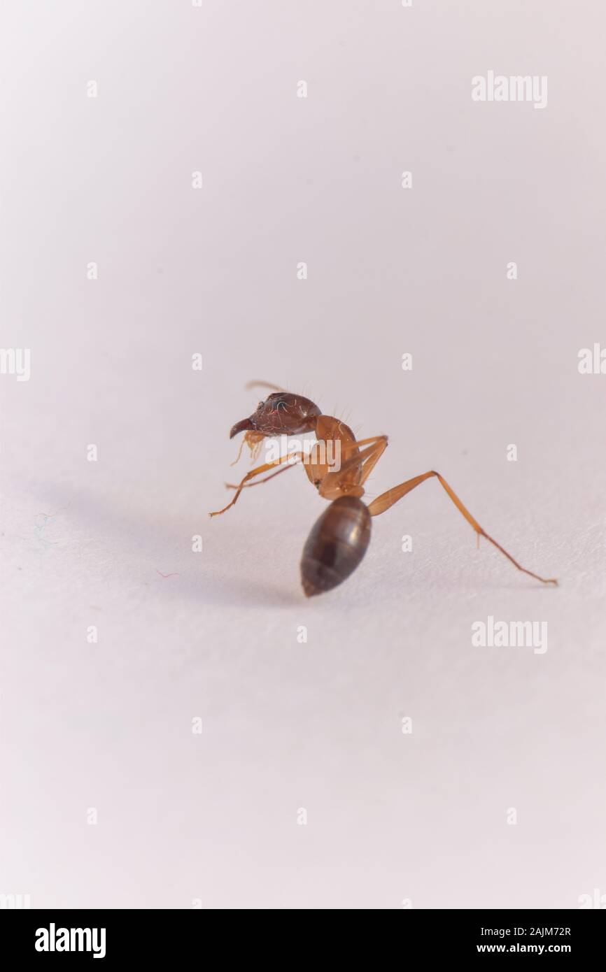 Macro close up a single ant in white background Stock Photo - Alamy