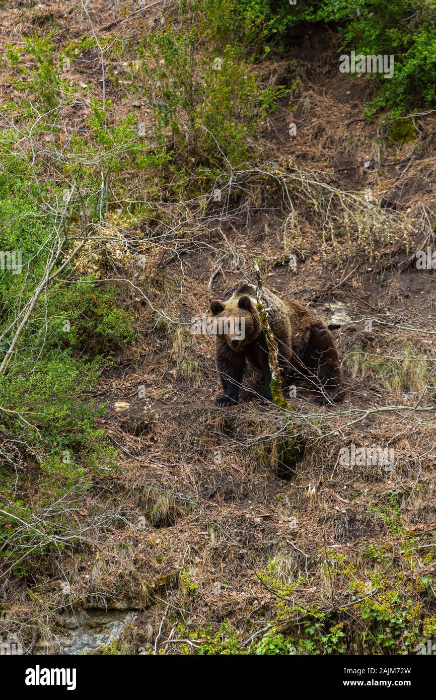 BROWN BEAR - OSO PARDO (Ursus arctos Stock Photo - Alamy
