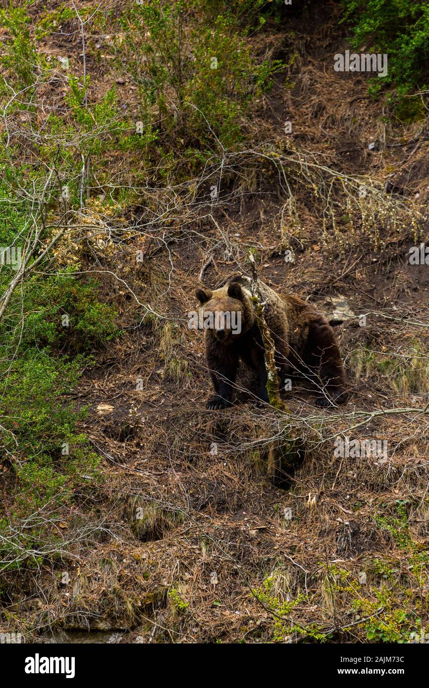 BROWN BEAR - OSO PARDO (Ursus arctos Stock Photo - Alamy