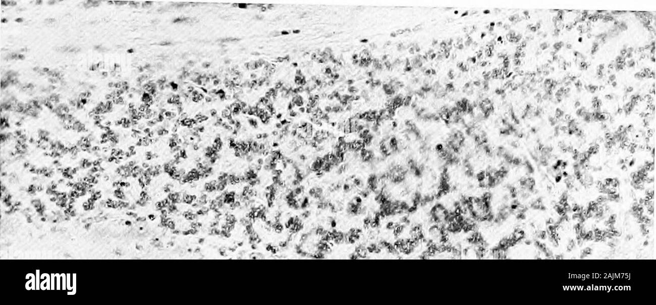 Phylogenetic analysis hi-res stock photography and images - Alamy