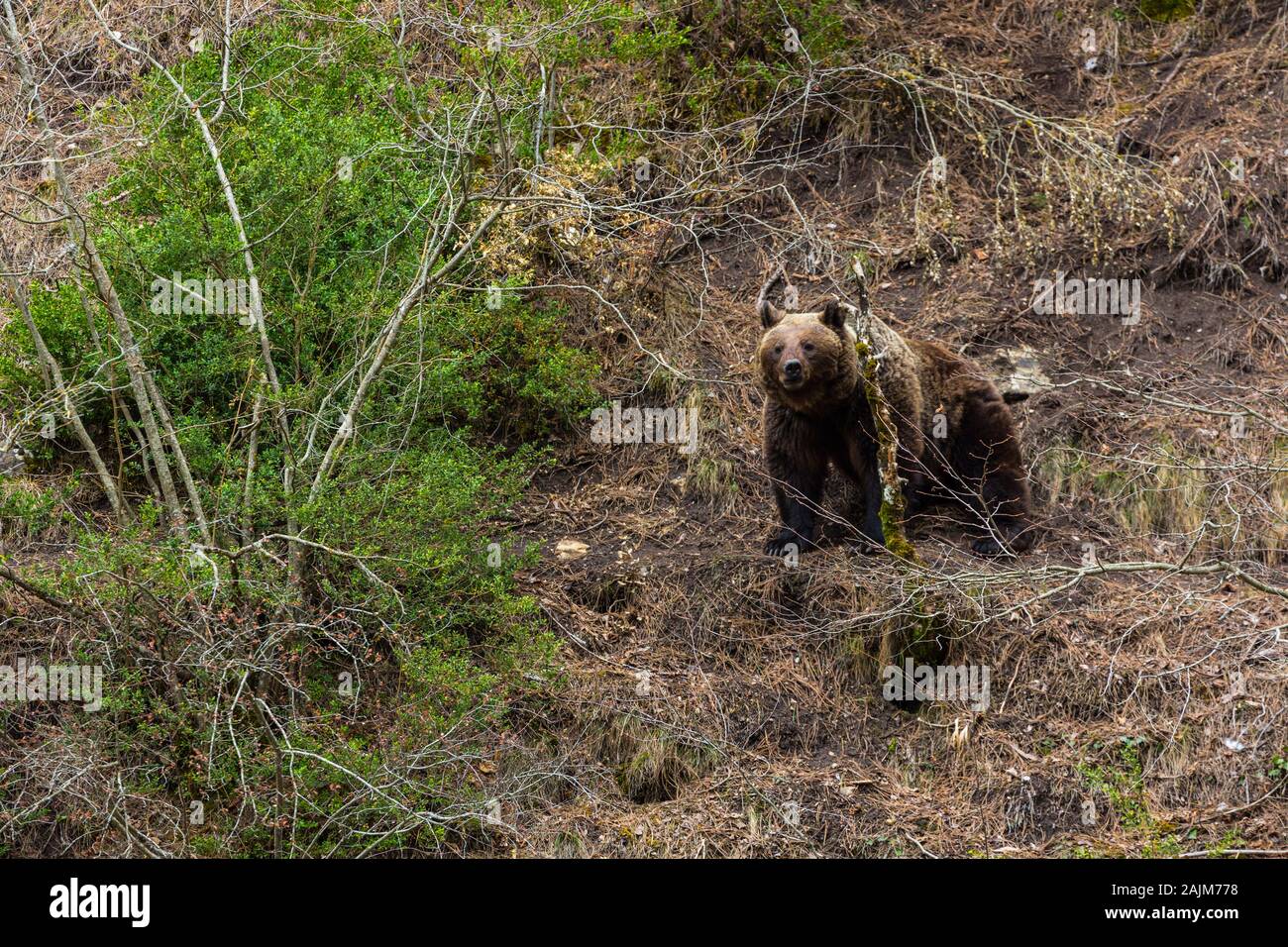 BROWN BEAR - OSO PARDO (Ursus arctos Stock Photo - Alamy