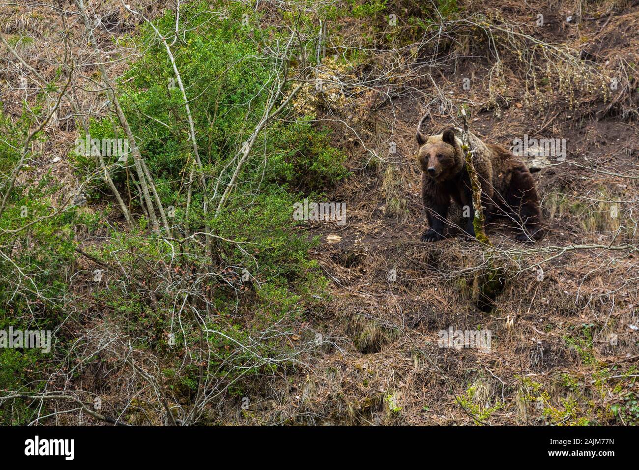 BROWN BEAR - OSO PARDO (Ursus arctos Stock Photo - Alamy