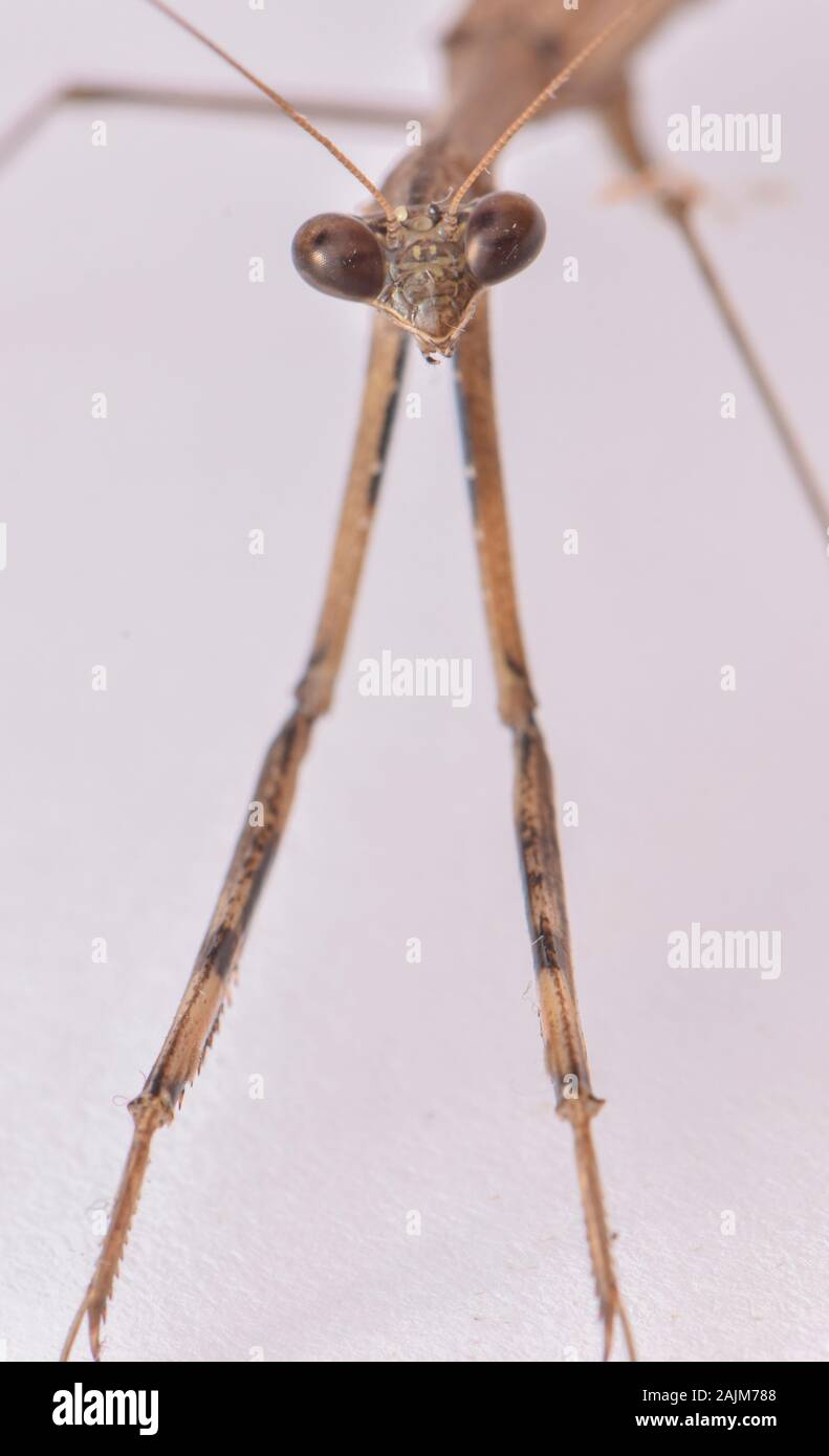 Alien Mantis macro close up big eyes Stock Photo - Alamy