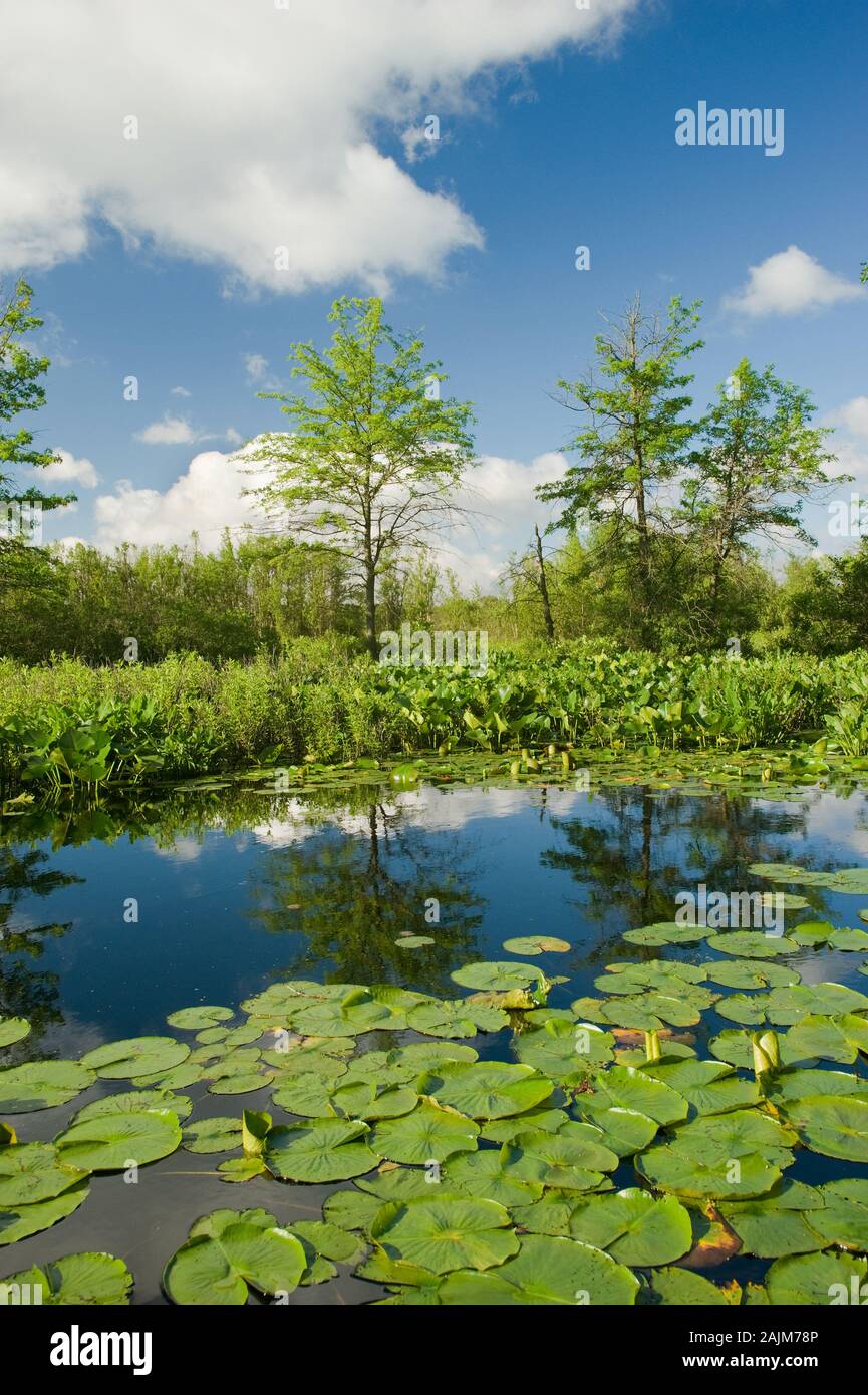 Indiana swamp hi-res stock photography and images - Alamy