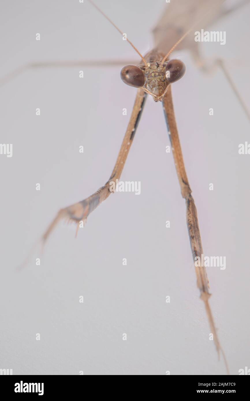 Alien Mantis macro close up big eyes Stock Photo - Alamy