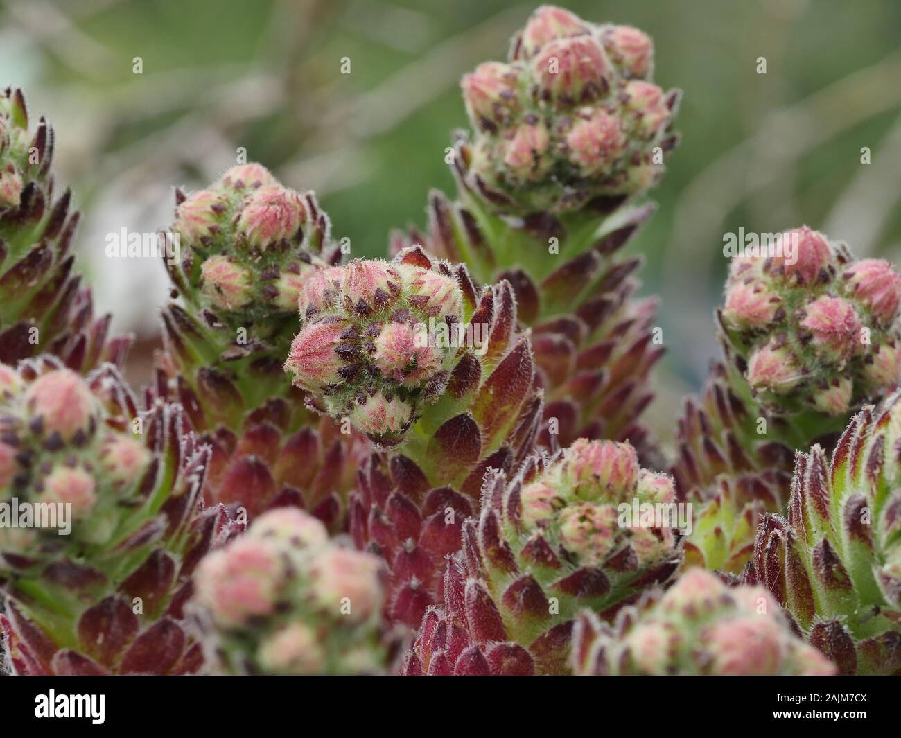 Houseleek flower hi-res stock photography and images - Alamy