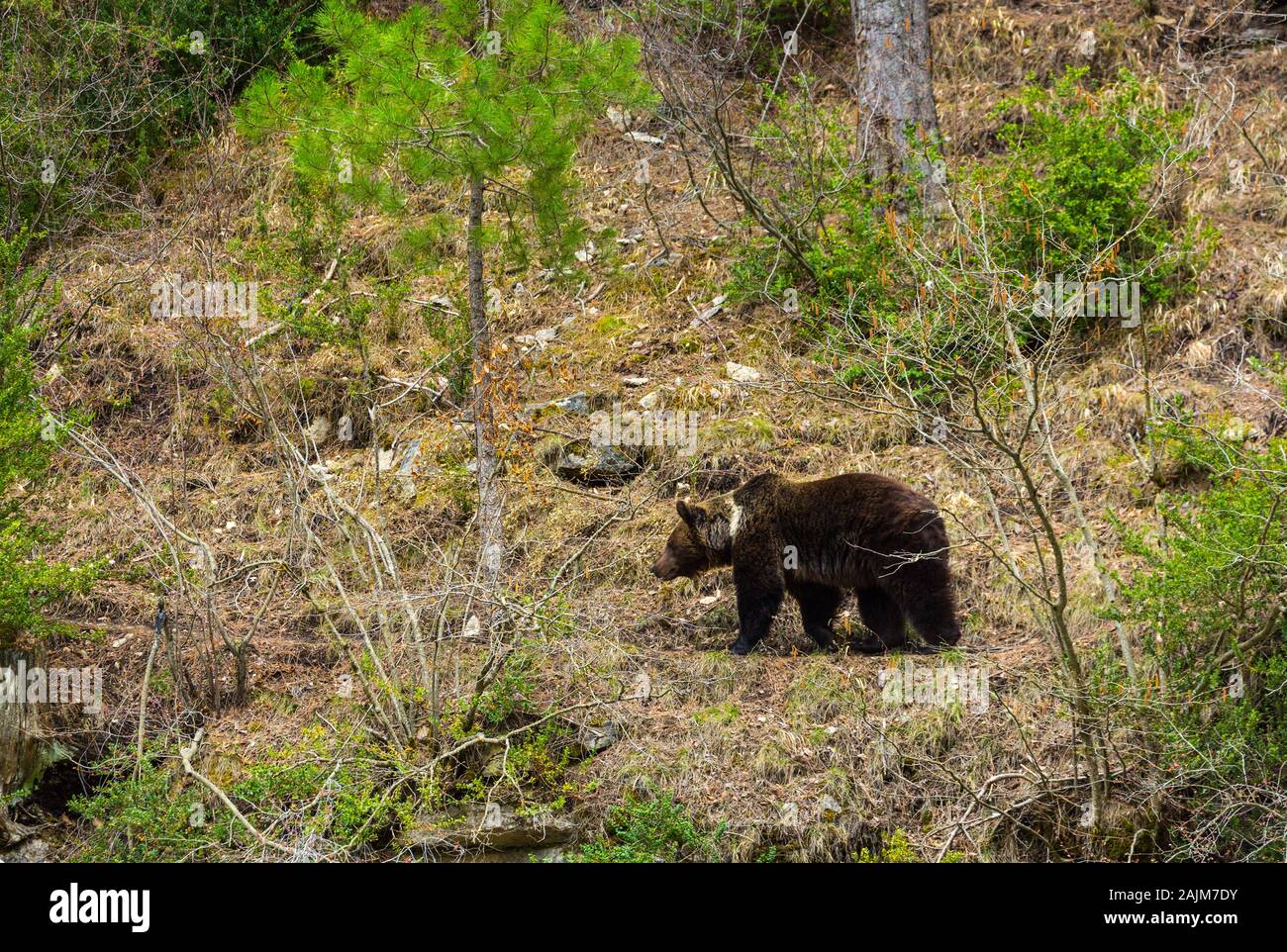 BROWN BEAR - OSO PARDO (Ursus arctos Stock Photo - Alamy