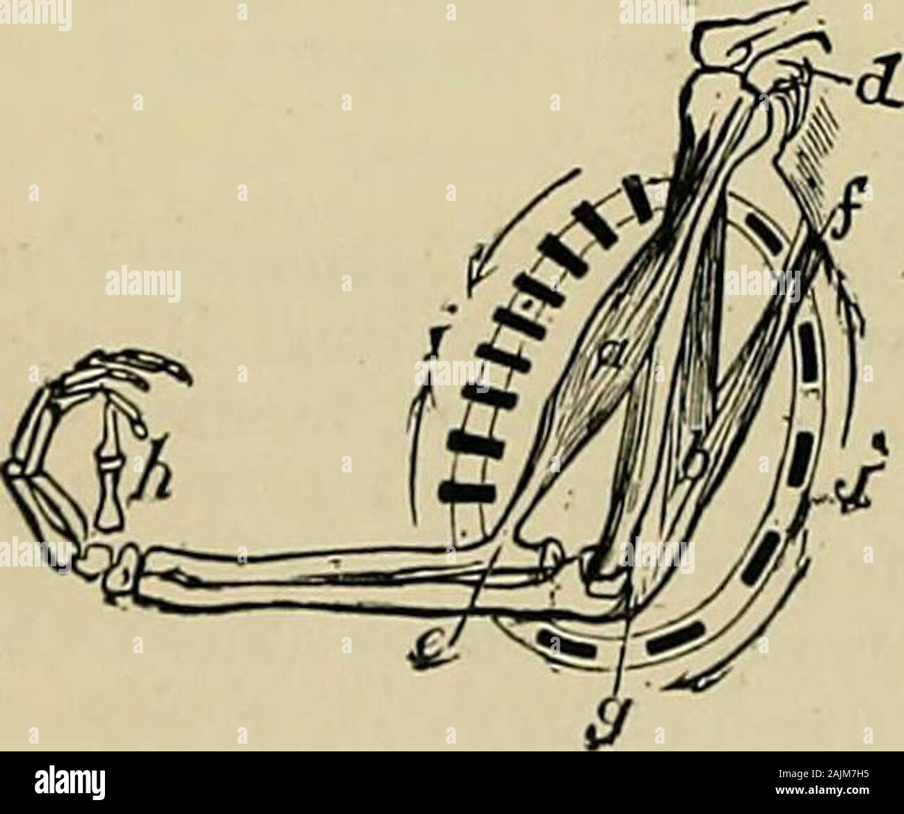 Flexion and extension arm hi-res stock photography and images - Alamy