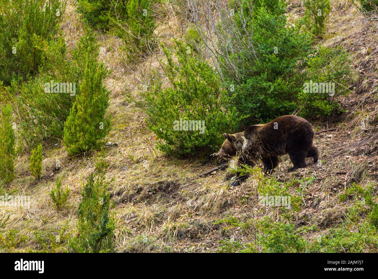 BROWN BEAR - OSO PARDO (Ursus arctos Stock Photo - Alamy