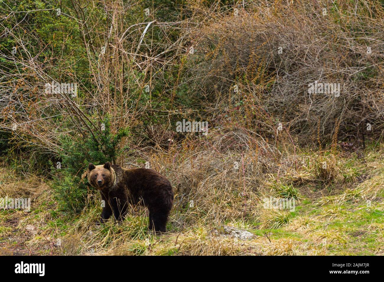 BROWN BEAR - OSO PARDO (Ursus arctos Stock Photo - Alamy