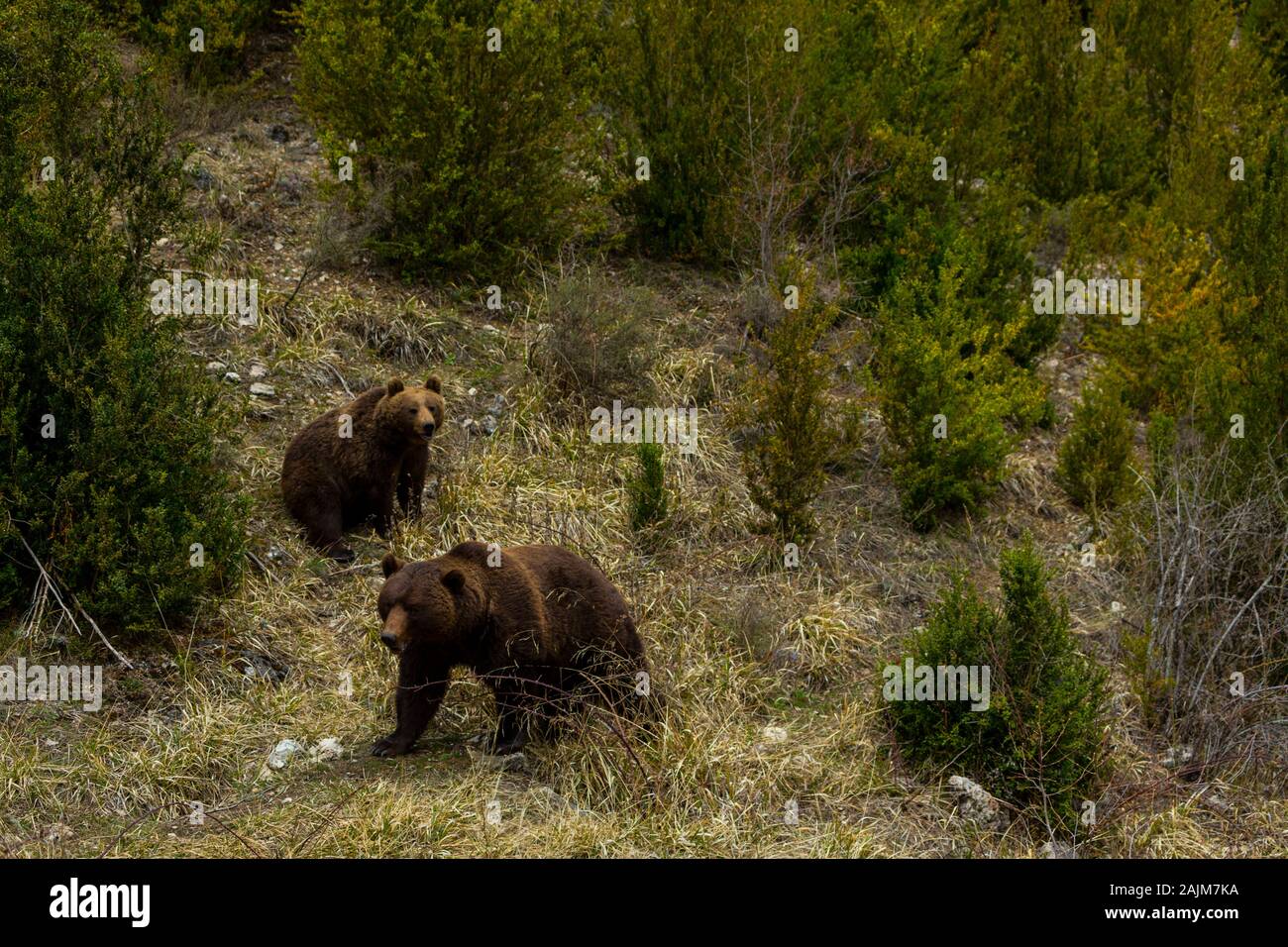 BROWN BEAR - OSO PARDO (Ursus arctos Stock Photo - Alamy