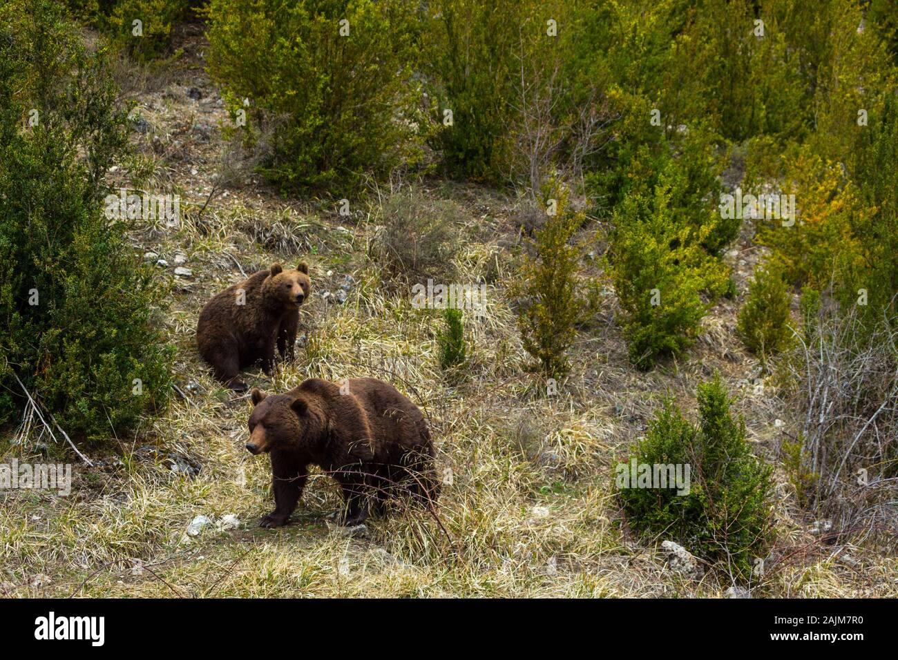 BROWN BEAR - OSO PARDO (Ursus arctos Stock Photo - Alamy