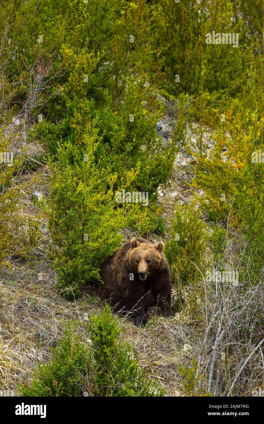BROWN BEAR - OSO PARDO (Ursus arctos Stock Photo - Alamy