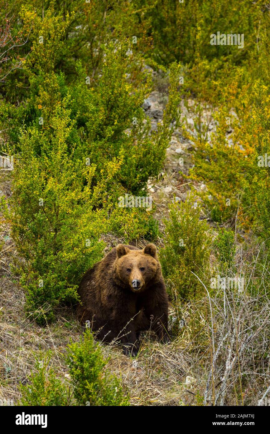 BROWN BEAR - OSO PARDO (Ursus arctos Stock Photo - Alamy