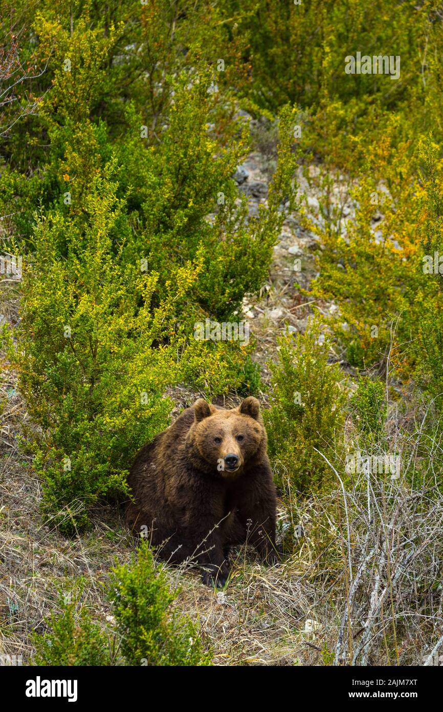 BROWN BEAR - OSO PARDO (Ursus arctos Stock Photo - Alamy