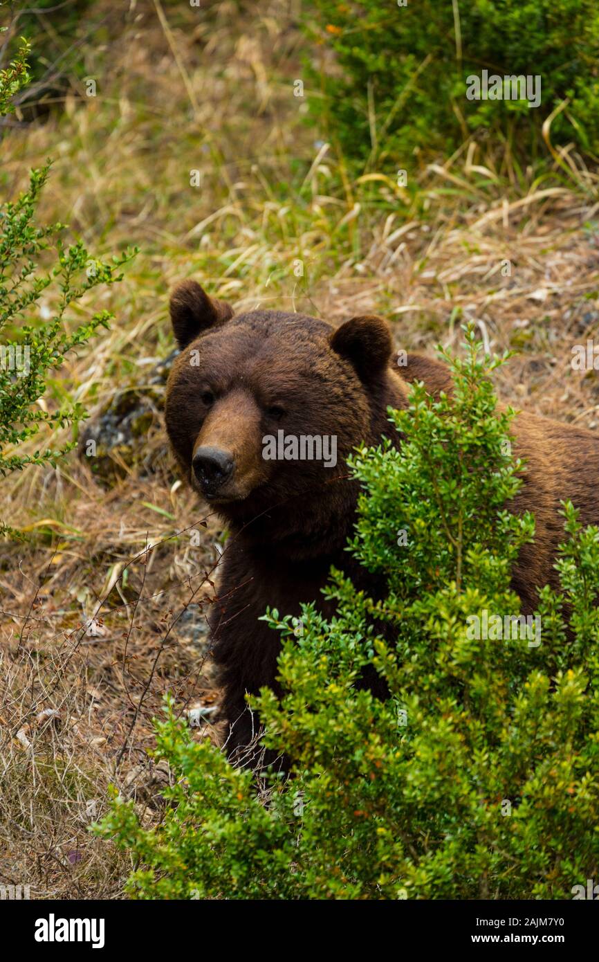BROWN BEAR - OSO PARDO (Ursus arctos Stock Photo - Alamy