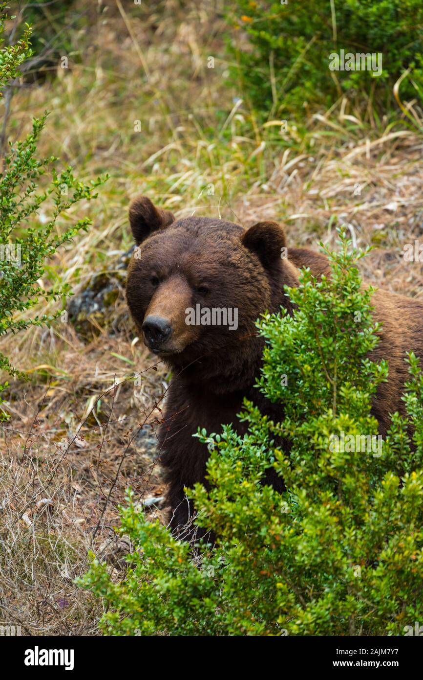 BROWN BEAR - OSO PARDO (Ursus arctos Stock Photo - Alamy