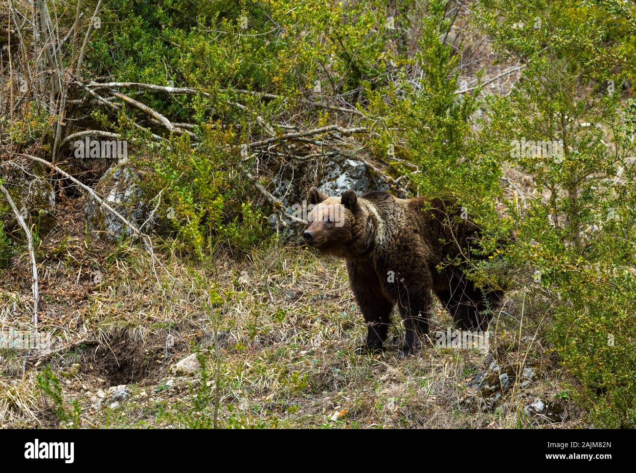BROWN BEAR - OSO PARDO (Ursus arctos Stock Photo - Alamy