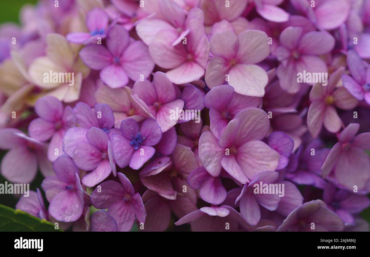 Pink sepal hi-res stock photography and images - Alamy