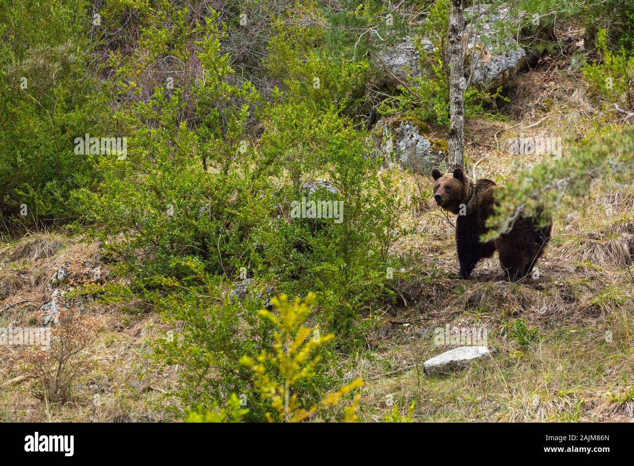 BROWN BEAR - OSO PARDO (Ursus arctos Stock Photo - Alamy