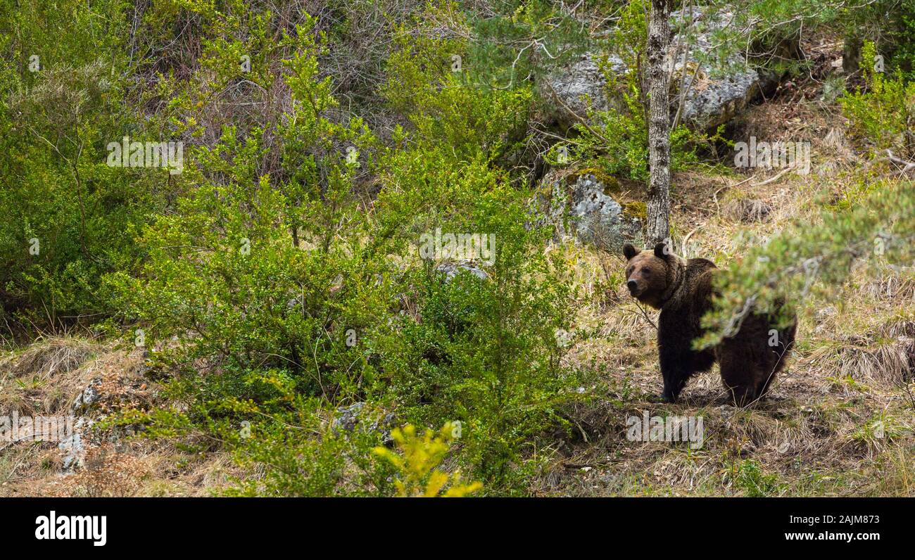BROWN BEAR - OSO PARDO (Ursus arctos Stock Photo - Alamy