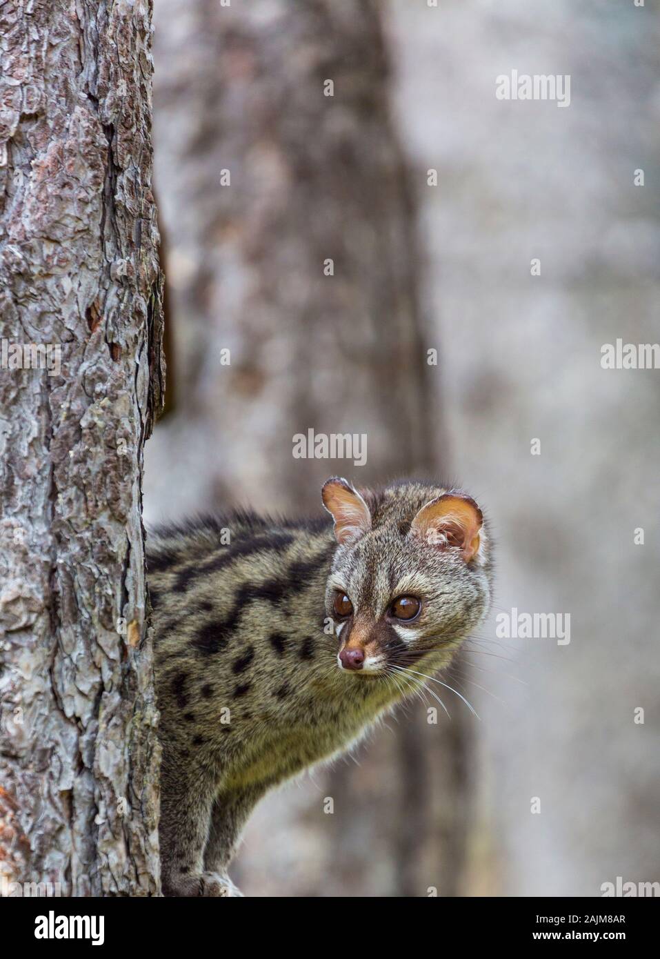 Genetta genetta hi-res stock photography and images - Alamy