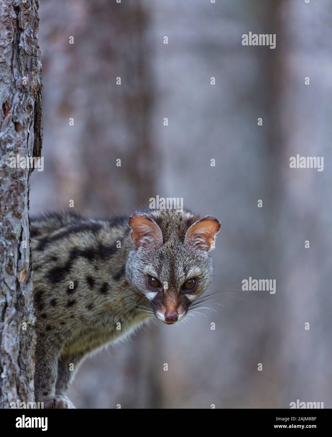 COMMON GENET - GINETA (Genetta genetta Stock Photo - Alamy