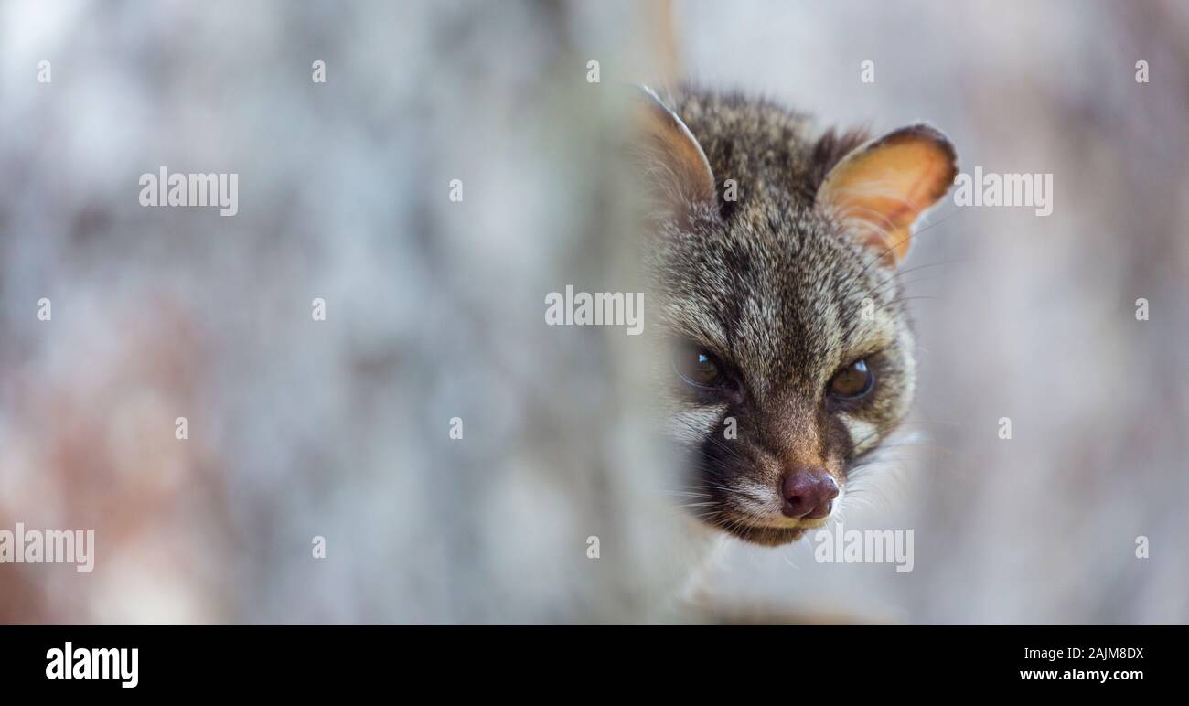 COMMON GENET - GINETA (Genetta genetta Stock Photo - Alamy