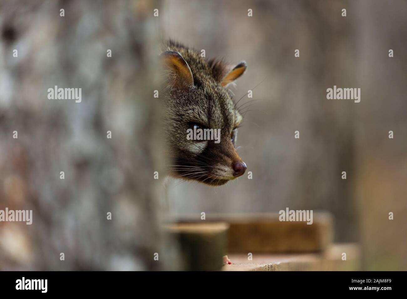 COMMON GENET - GINETA (Genetta genetta Stock Photo - Alamy