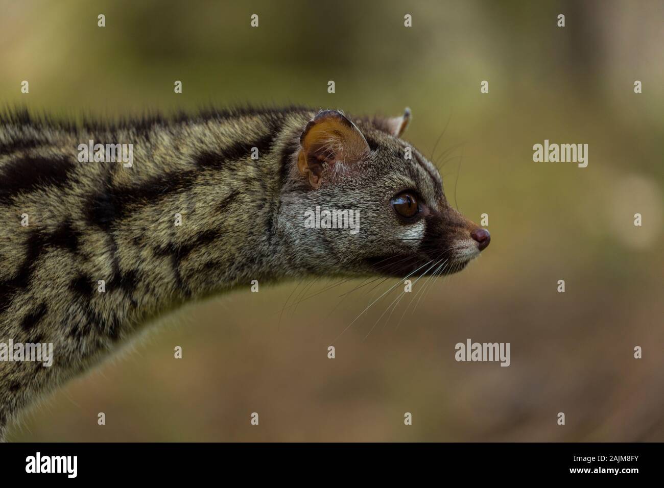 COMMON GENET - GINETA (Genetta genetta Stock Photo - Alamy