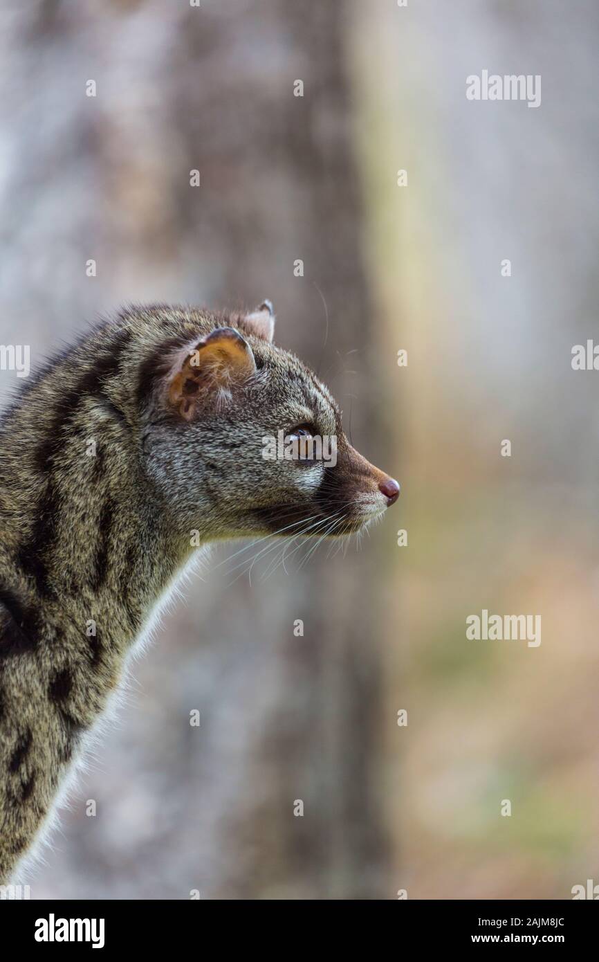 COMMON GENET - GINETA (Genetta genetta Stock Photo - Alamy