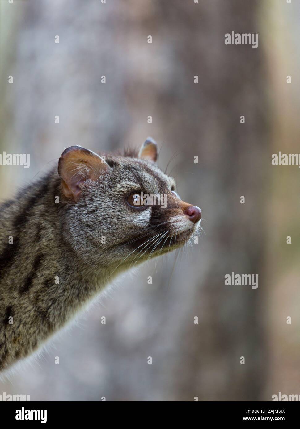 COMMON GENET - GINETA (Genetta genetta Stock Photo - Alamy