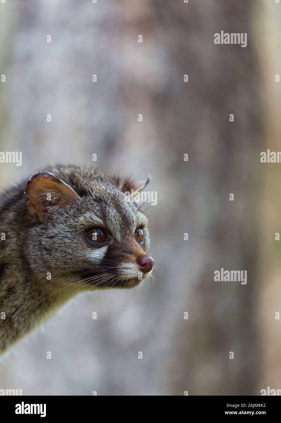 Gineta common genet genetta genetta hi-res stock photography and images ...